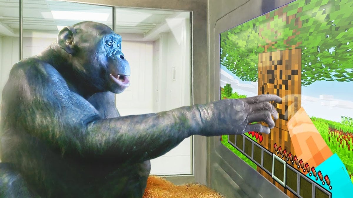 YouTuber ChrisDaCow Ajarkan Seekor Monyet untuk Main Minecraft! - Gamebrott.com