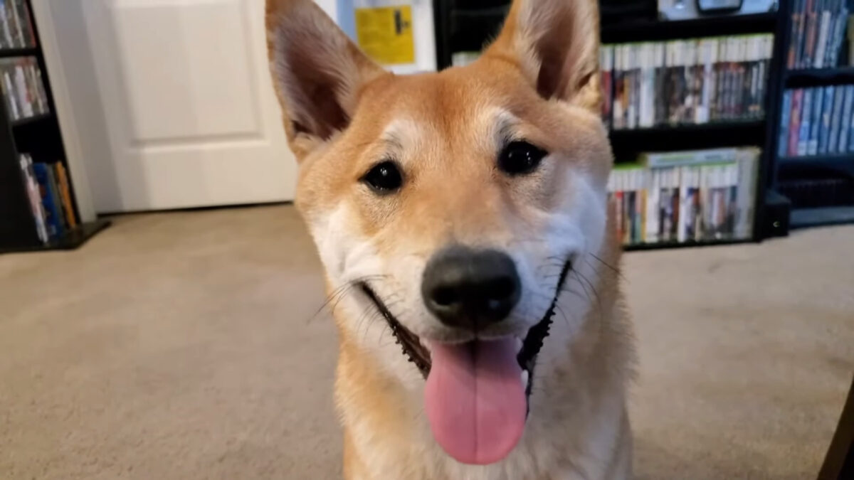 Seekor Anjing Shiba Inu Akan Speedrun Zelda 2 di AGDQ 2024 - Gamebrott.com