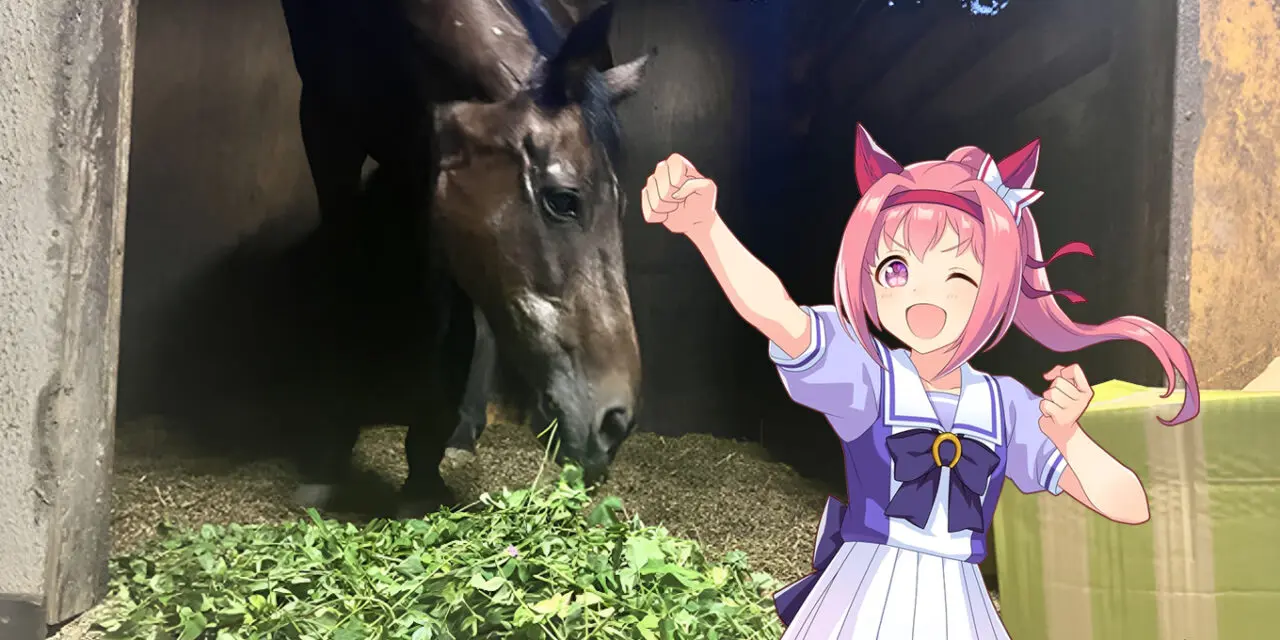 Rumput Premium Donasi Fans Umamusume Sudah Sampai ke Haru Urara ...