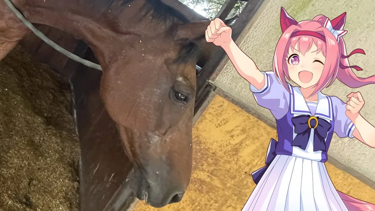 Kuda Haru Urara Dikabarkan Telah Tutup Usia, Fans Uma Musume Berkabung